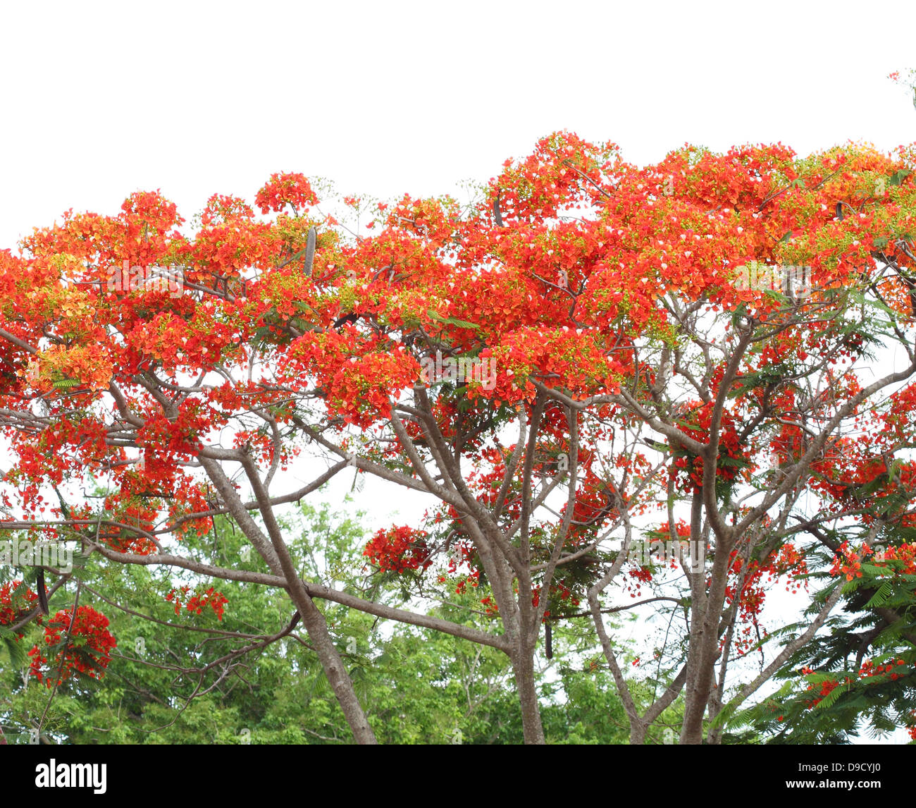 Peacock flower (Pride of Barbados) on the tree Stock Photo - Alamy
