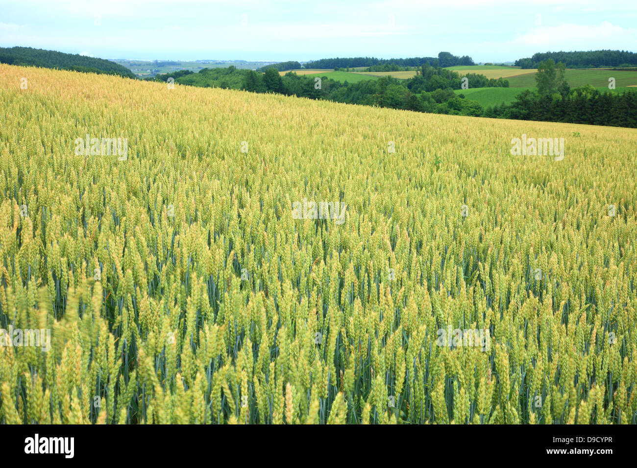 Wheat field in Biei, Hokkaido Stock Photo - Alamy