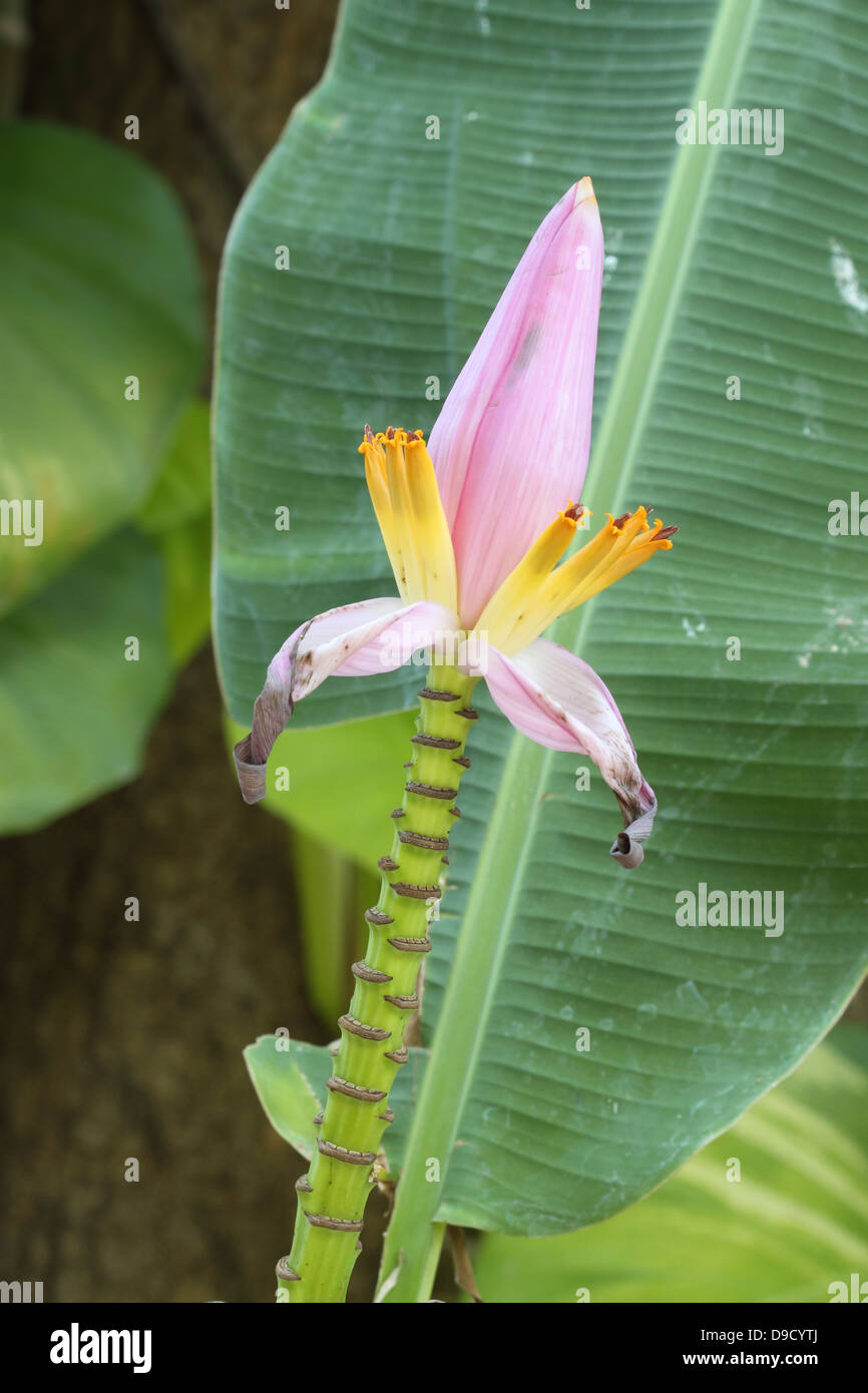Ornamental banana blossom hi-res stock photography and images - Alamy