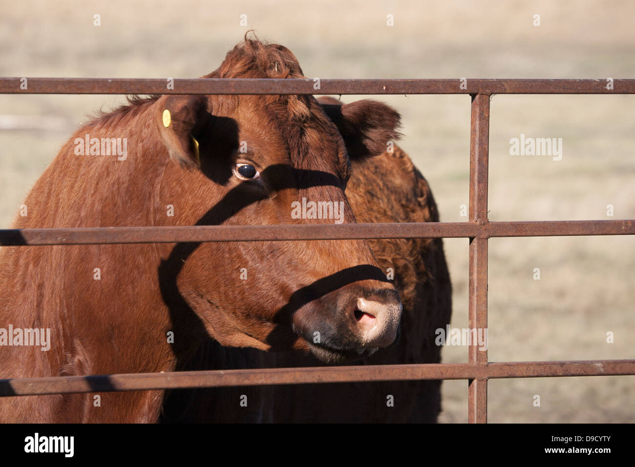 Cow and gate hi-res stock photography and images - Alamy