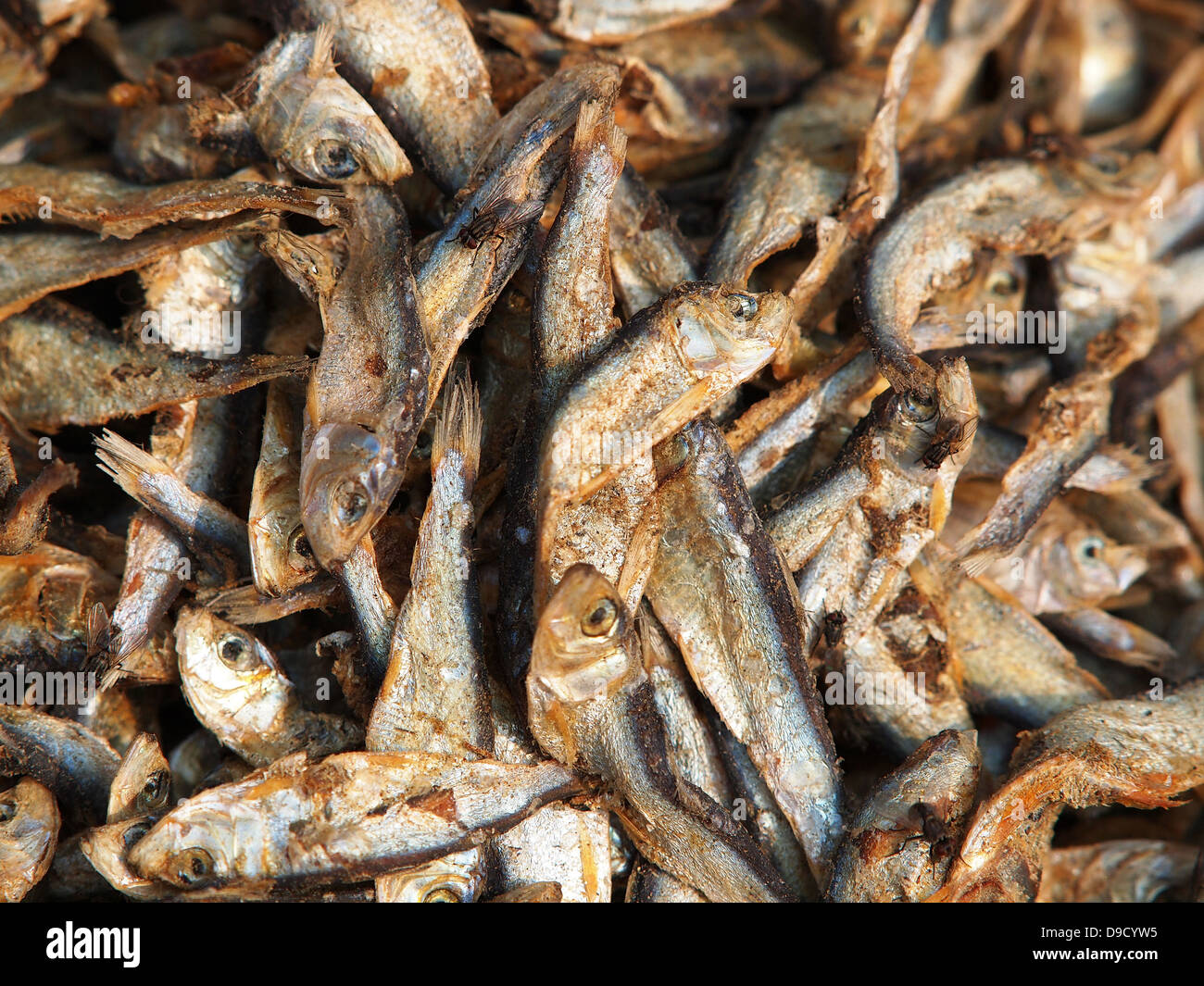 dry fish on the open market in Asia Stock Photo - Alamy