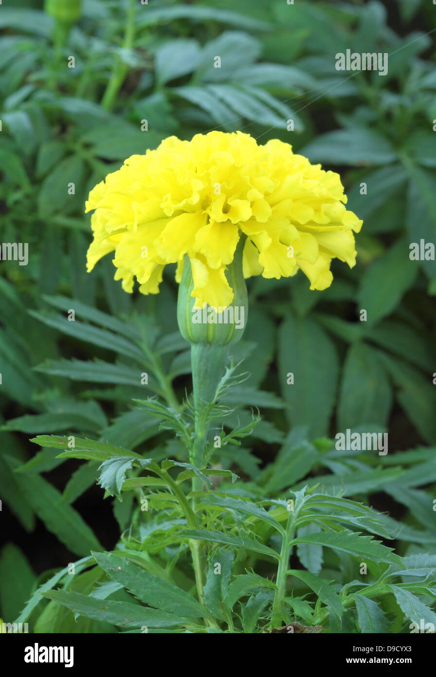 close-up mary gold, Yellow flower in garden Stock Photo - Alamy