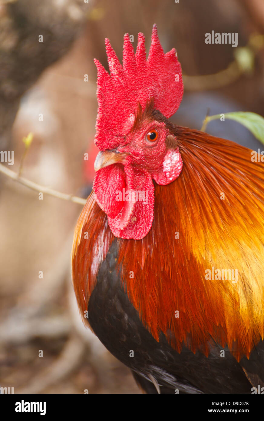 Bantam is a beautiful animal Stock Photo - Alamy