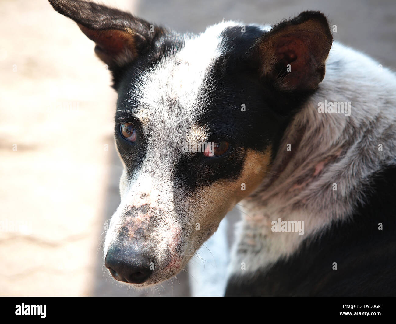 Hungry dog hi-res stock photography and images - Alamy