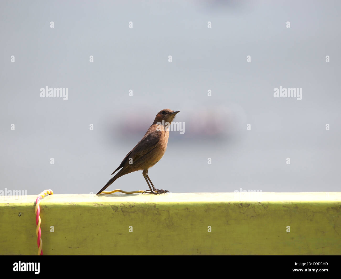 Wired bird hi-res stock photography and images - Alamy