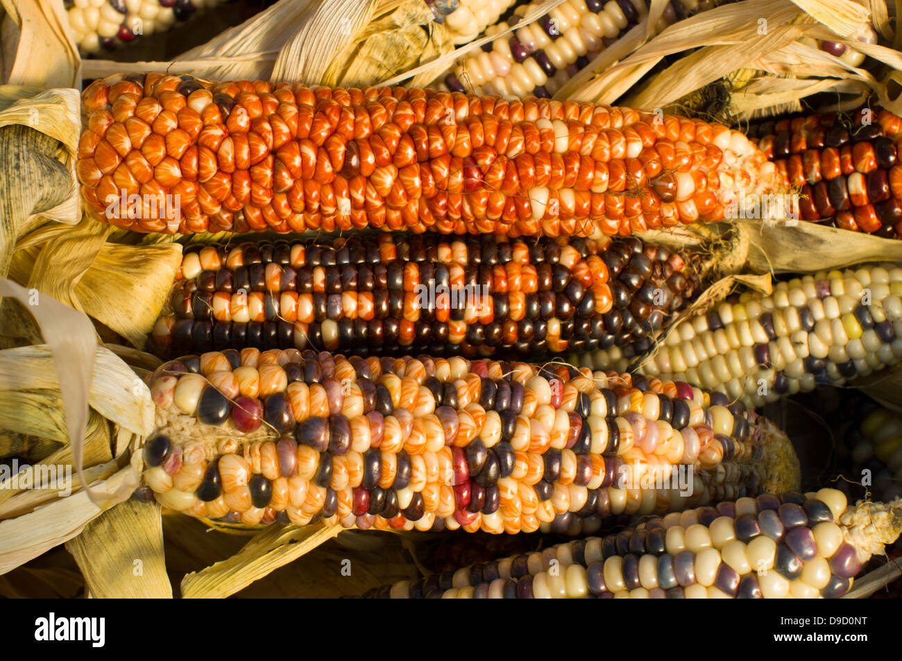 Three ears of decorative corn on display at the farmers market Stock ...