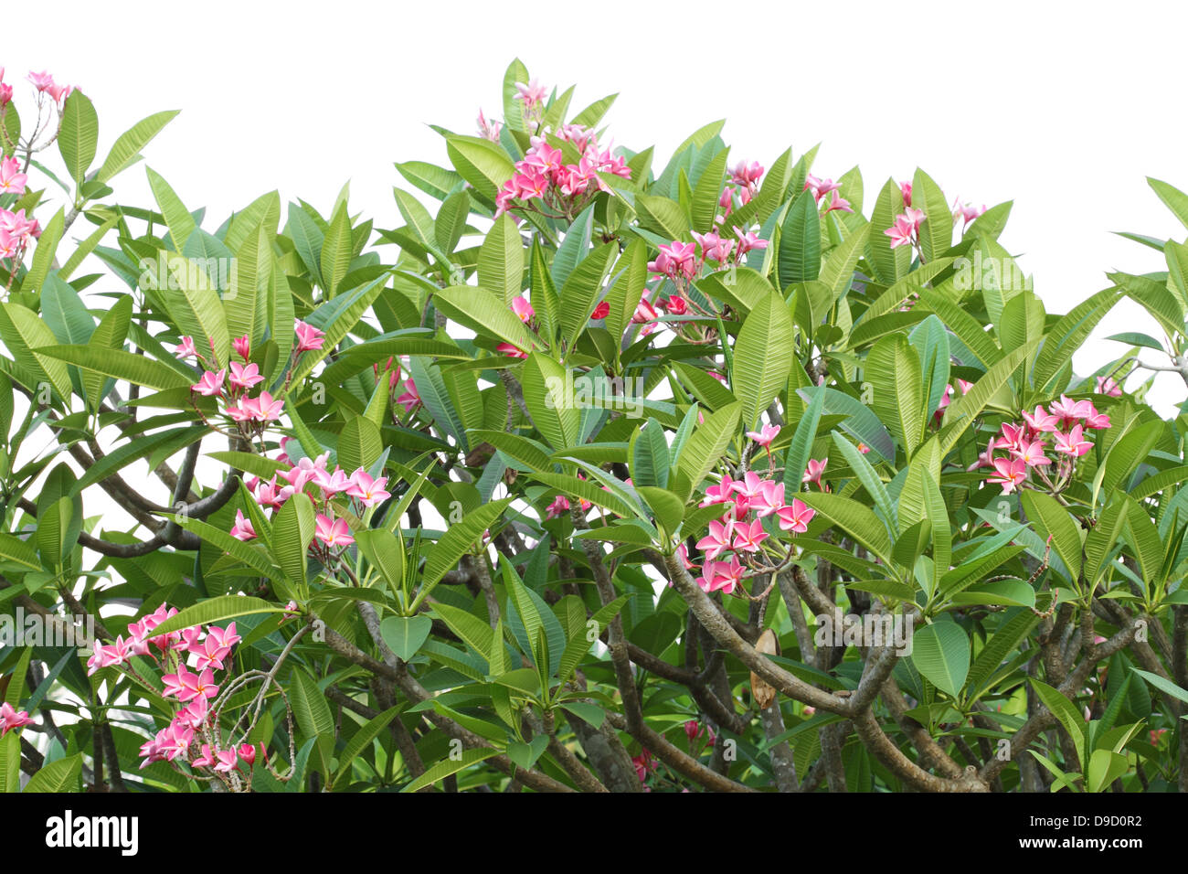 pink frangipani flower or Leelawadee flower on the tree Stock Photo - Alamy