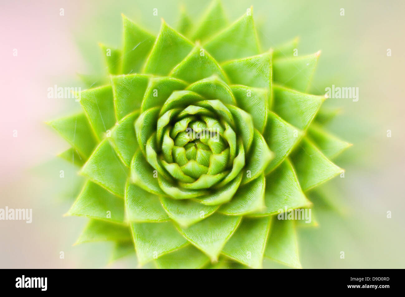 Bud shape hi-res stock photography and images - Alamy
