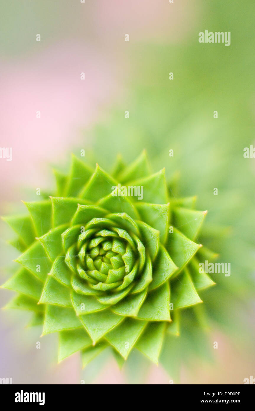 Bud shape hi-res stock photography and images - Alamy