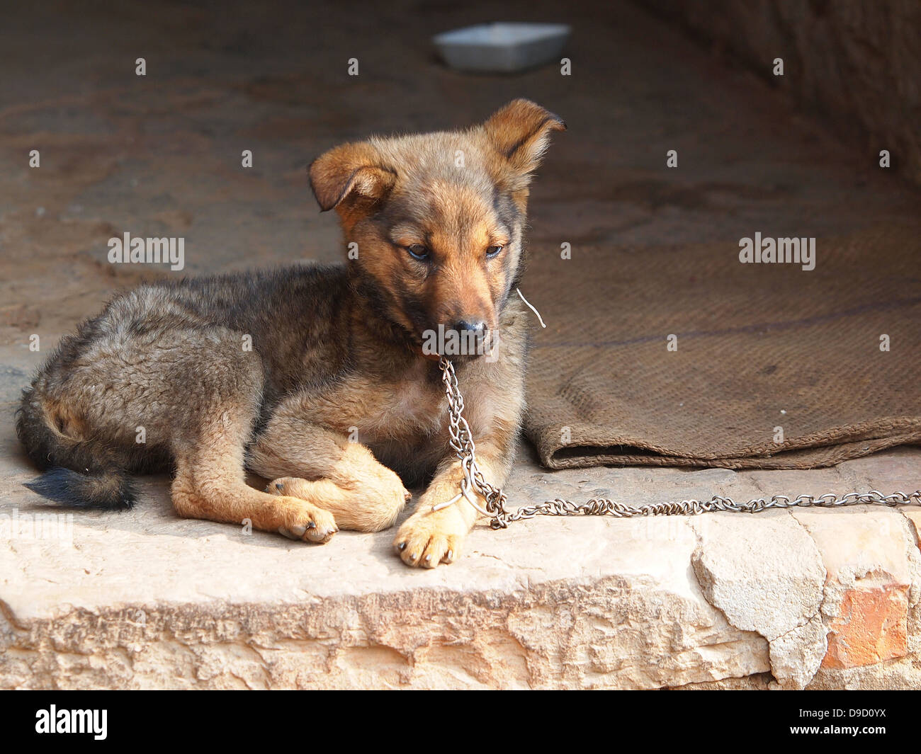 sad lonely dog in a chains Stock Photo - Alamy