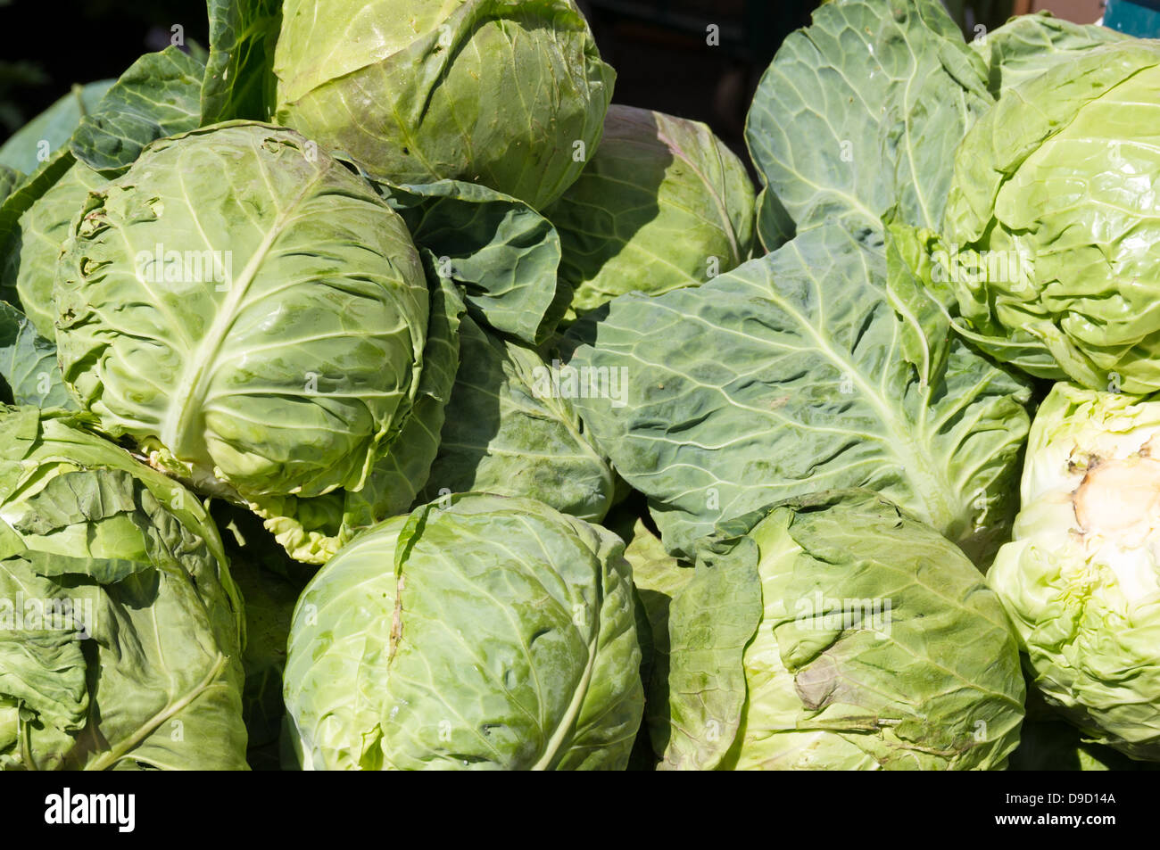 Freshly harvested cabbage on display at the farmers market Stock Photo ...