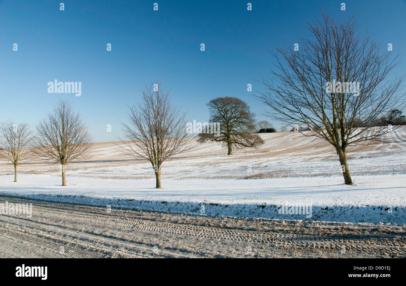 Trees in a snowy, winter field, with trees in a row beside the road ...