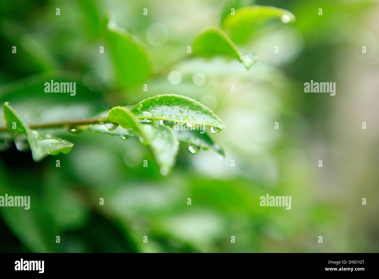 Green leaves and rain Stock Photo - Alamy