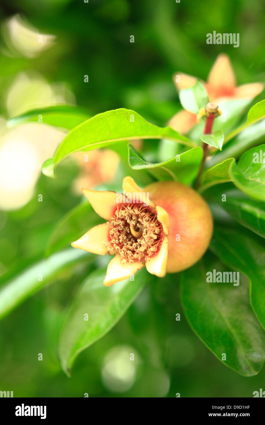 Small pomegranate tree hi-res stock photography and images - Alamy