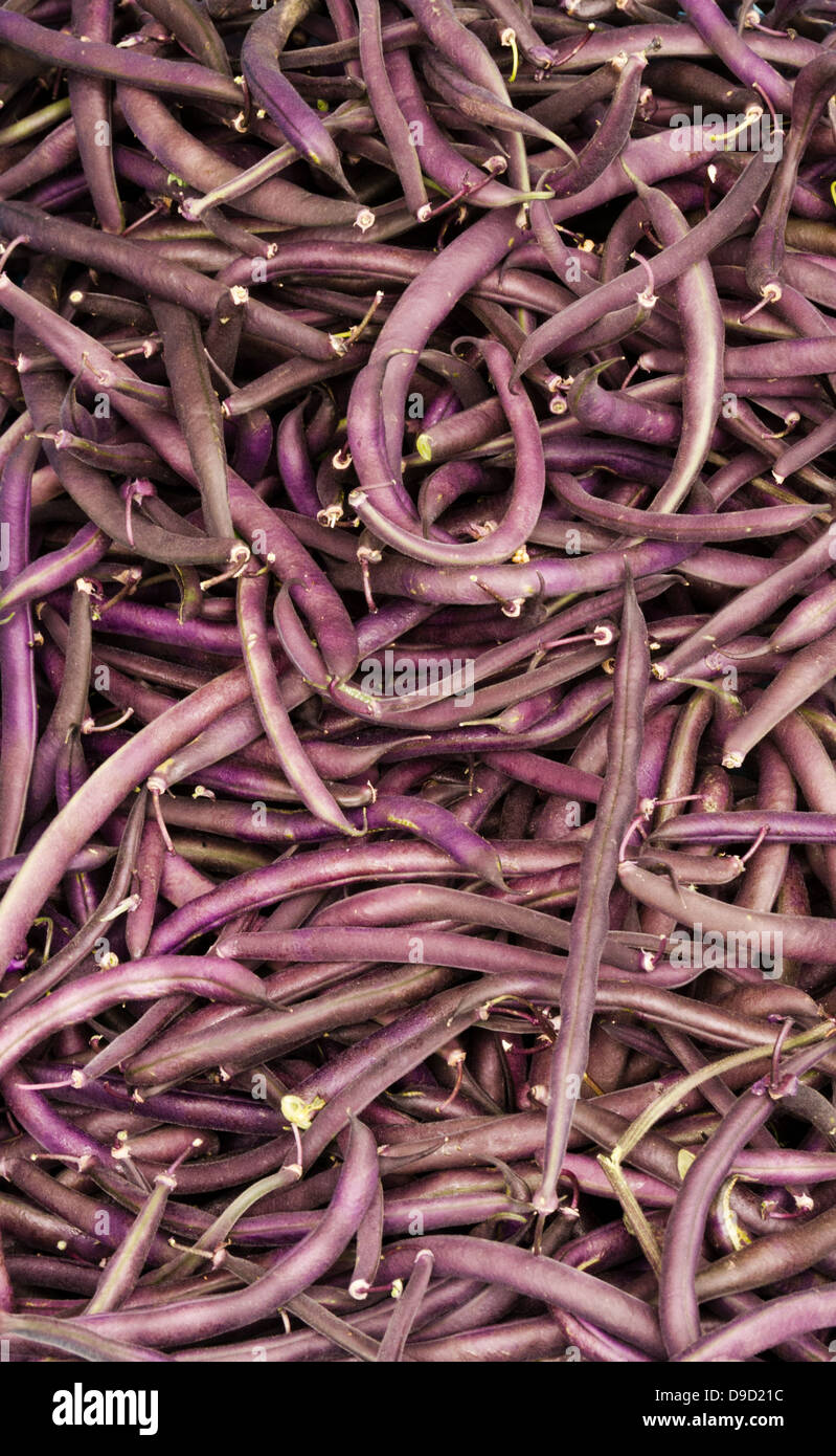 Frshly harvested purple string snap beans on display at the farmer's ...