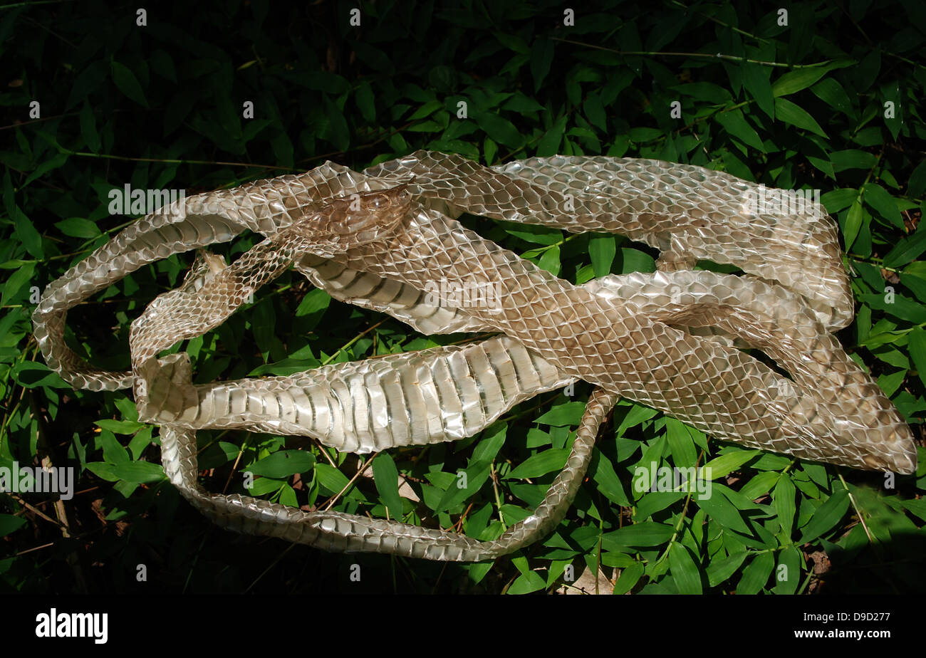 Sheding skin snake hi-res stock photography and images - Alamy