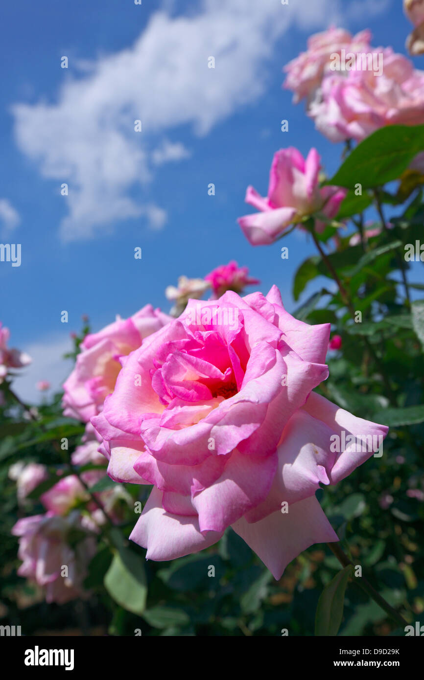 Pink roses and blue sky Stock Photo - Alamy