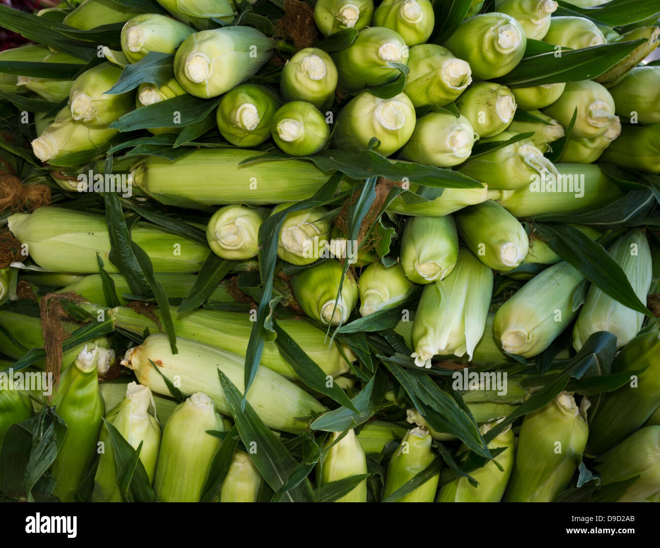 Freshly harvested sweet corn on display at the farmer's market Stock ...