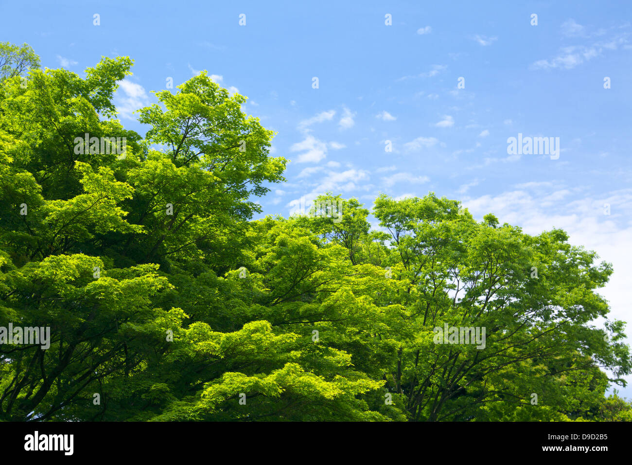 Maple trees and sky Stock Photo - Alamy