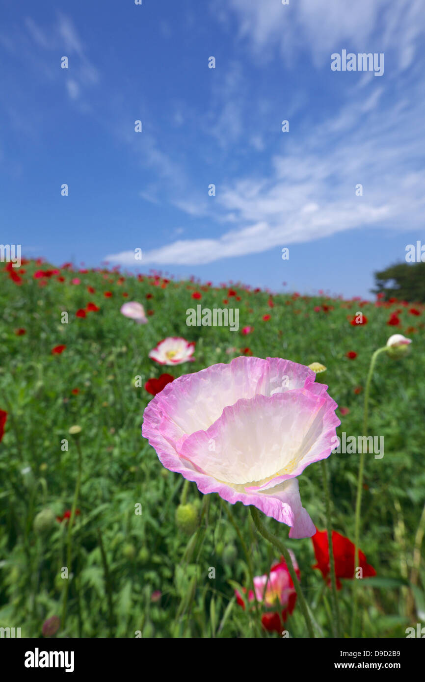 Poppy flower japan tokyo hi-res stock photography and images - Alamy