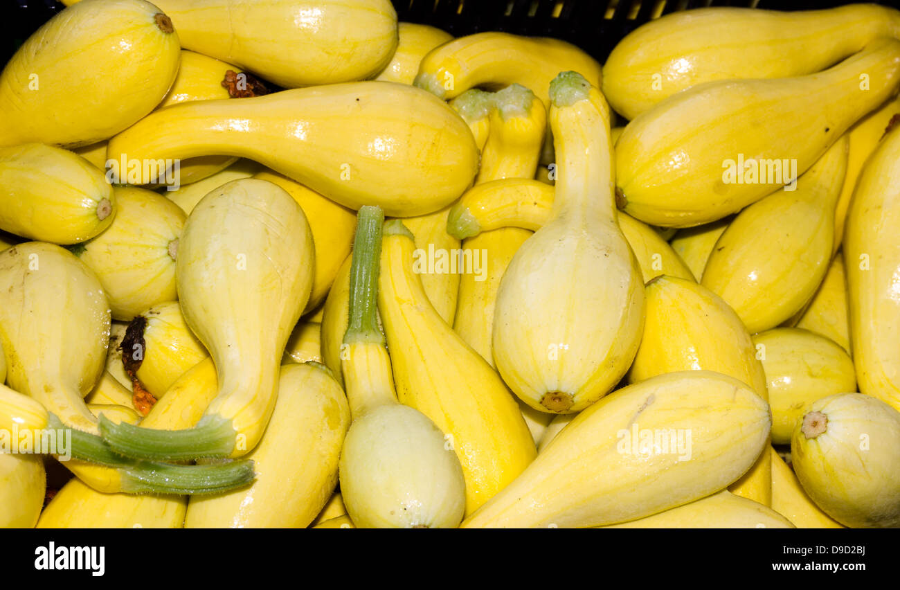 Freshly harvested squash hi-res stock photography and images - Alamy
