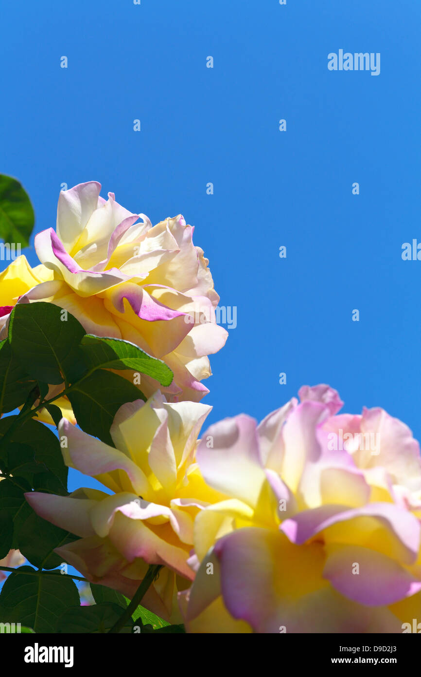 Roses and blue sky Stock Photo - Alamy
