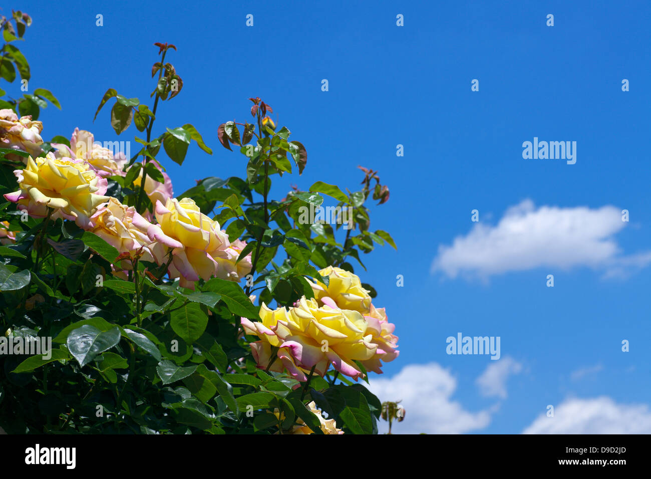 Roses and blue sky Stock Photo - Alamy