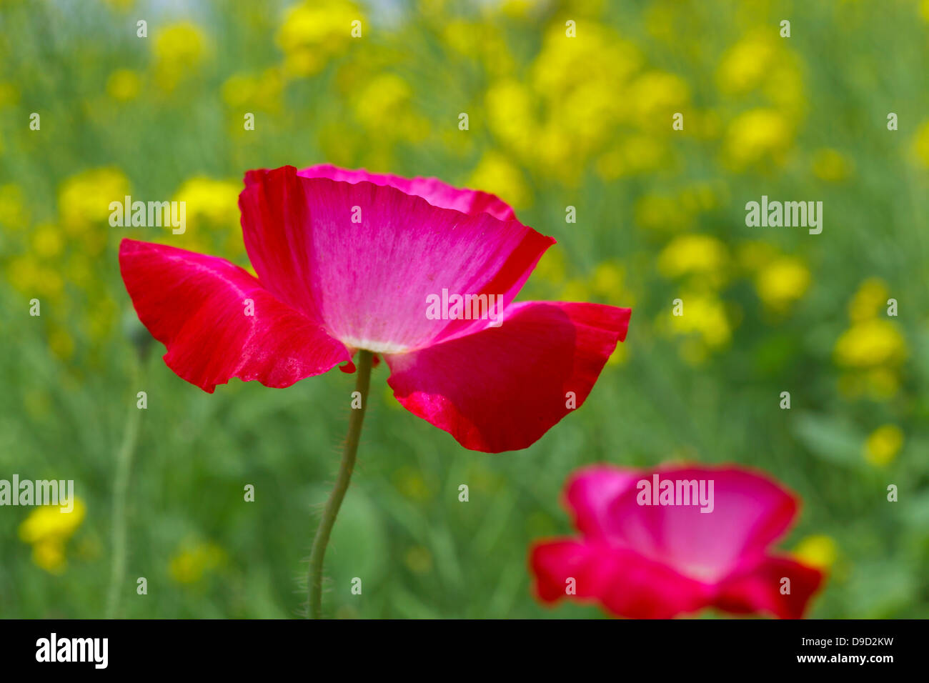 Two yellow poppy hi-res stock photography and images - Alamy