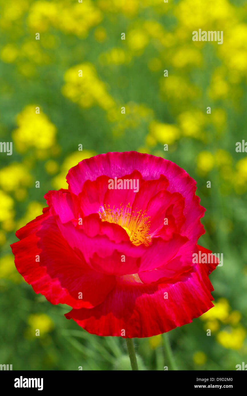 Poppy flower hi-res stock photography and images - Alamy