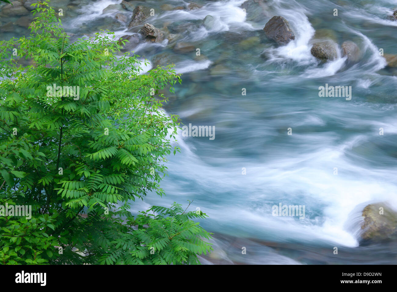 Above water tree hi-res stock photography and images - Alamy