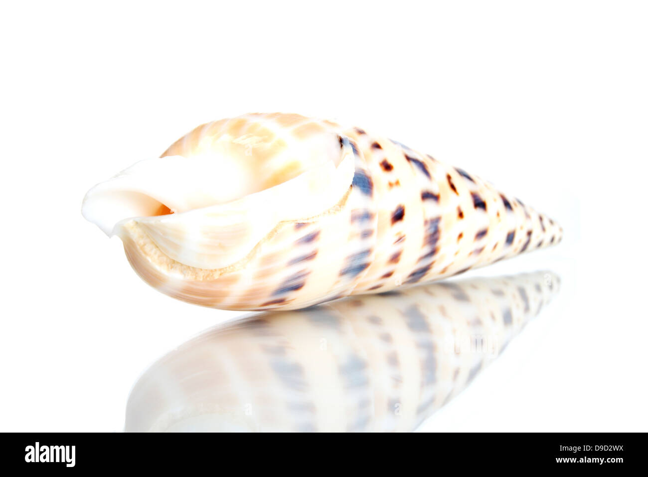 Mussel hi-res stock photography and images - Alamy