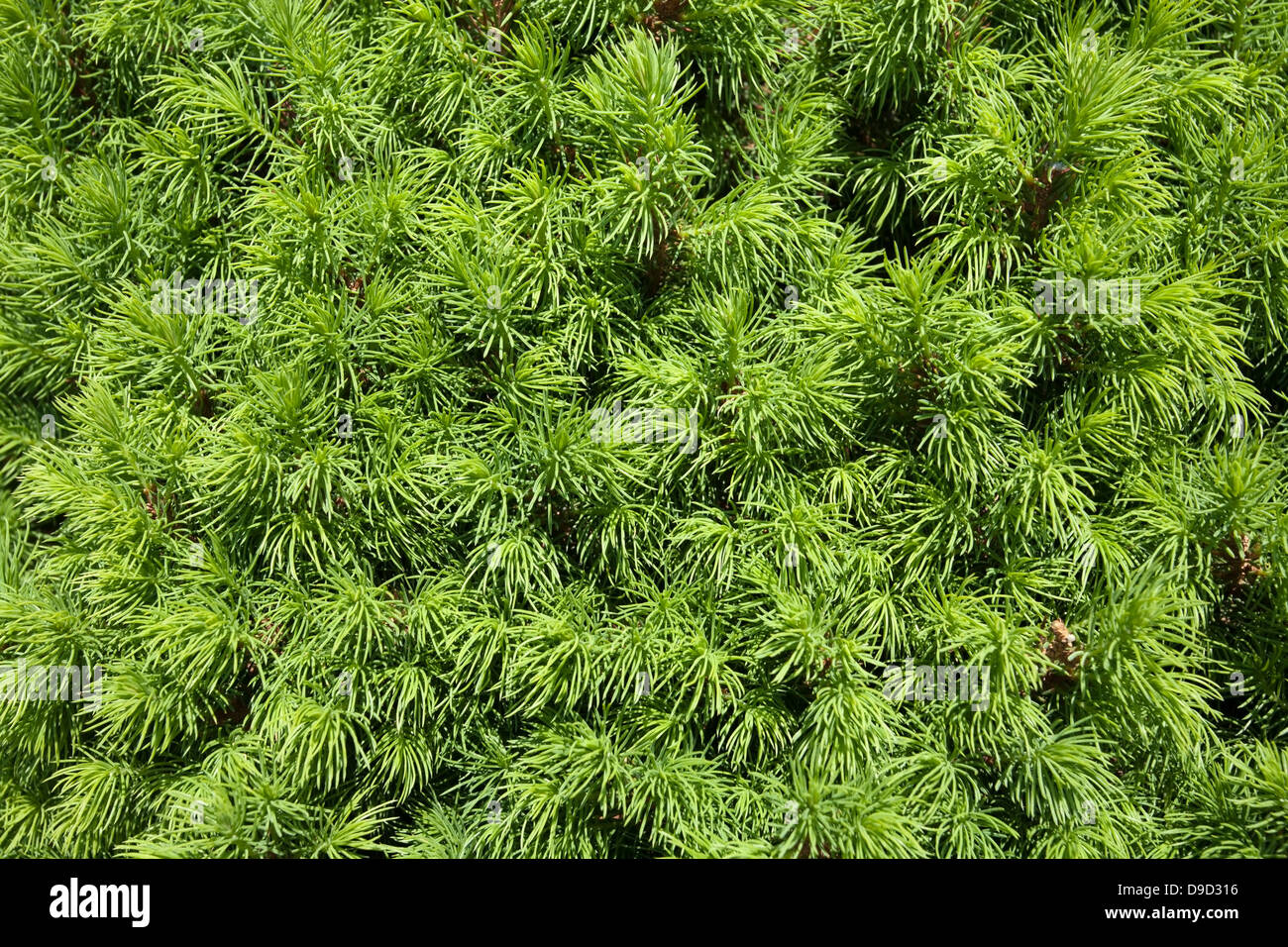 Green needles hi-res stock photography and images - Alamy