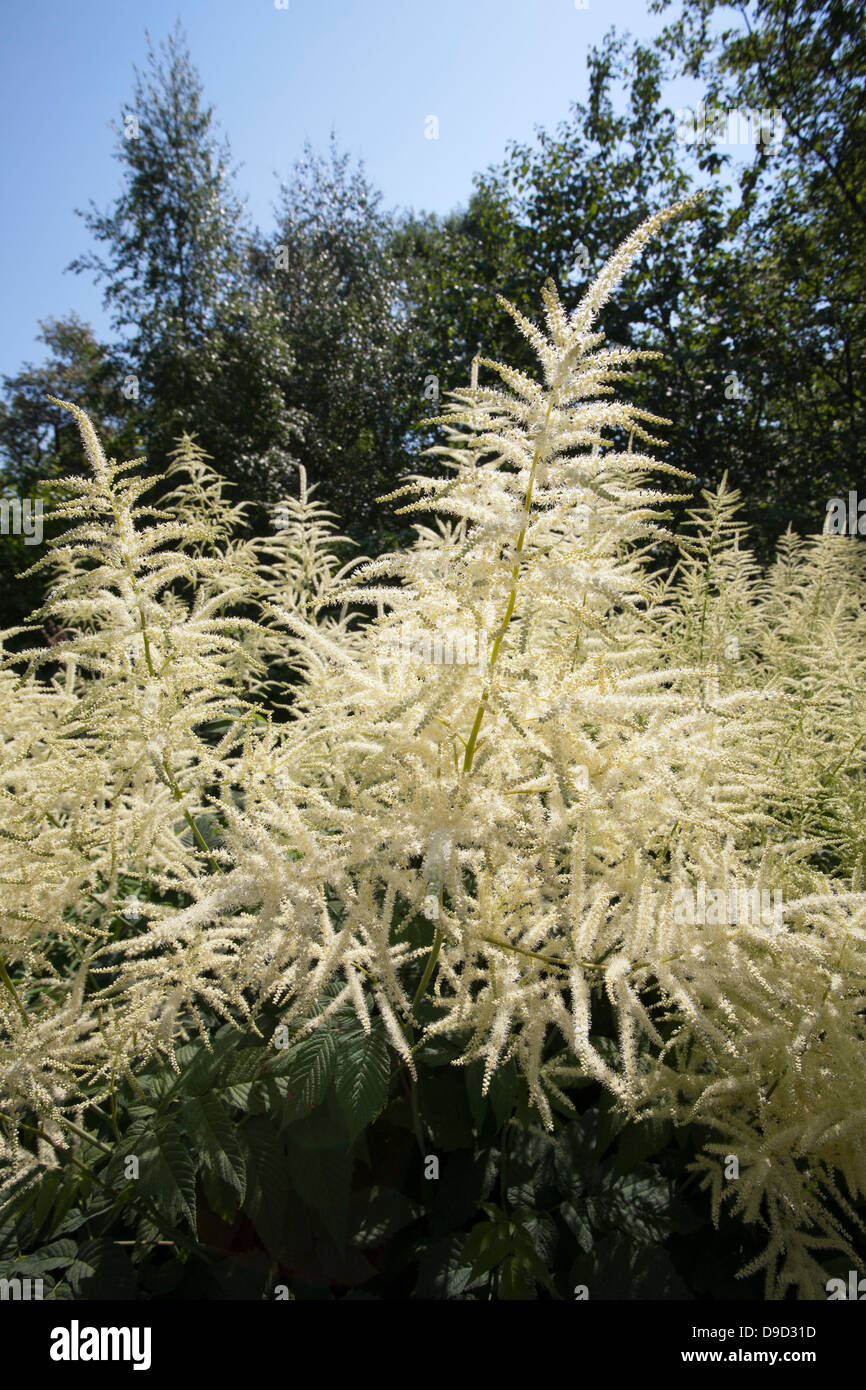 Aruncus dioicus hi-res stock photography and images - Alamy