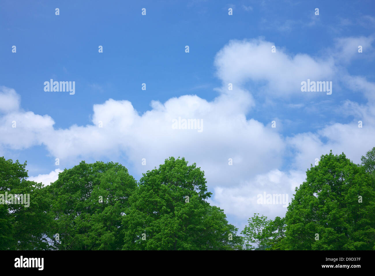 Trees and sky with clouds Stock Photo - Alamy