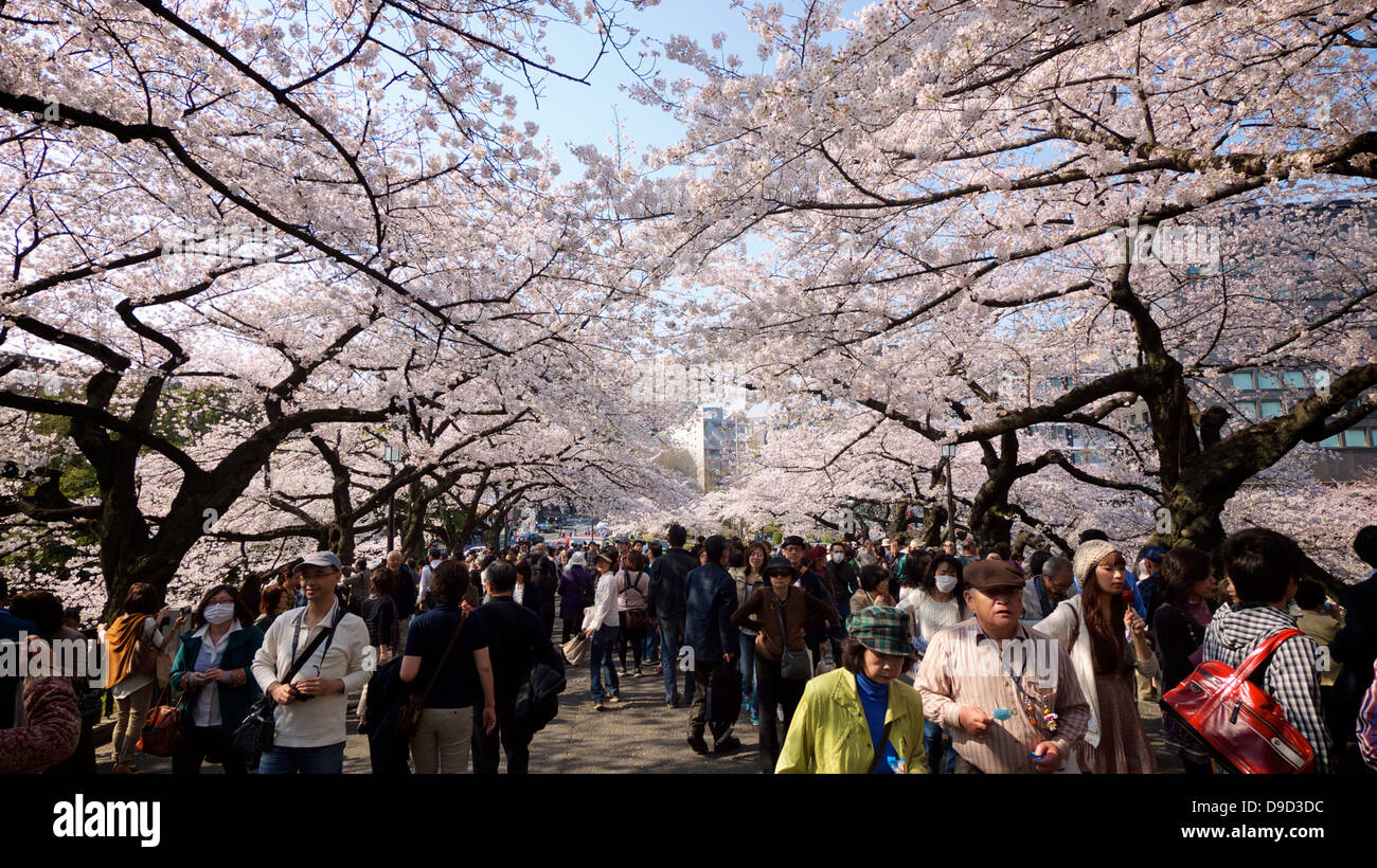 Large crowd at Kitanomaru National Garden for Cherry Blossom Viewing Stock Photo - Alamy