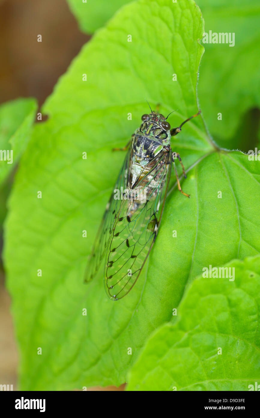 Cricket spring hi-res stock photography and images - Alamy