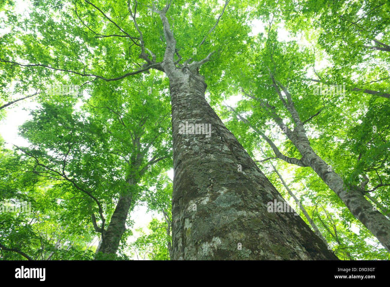 Beech forest, Hokkaido Stock Photo - Alamy