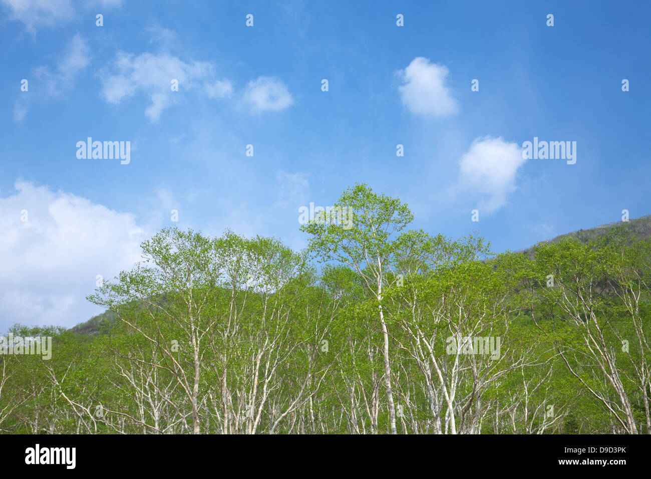 Japanese white birch betula platyphylla hi-res stock photography and ...