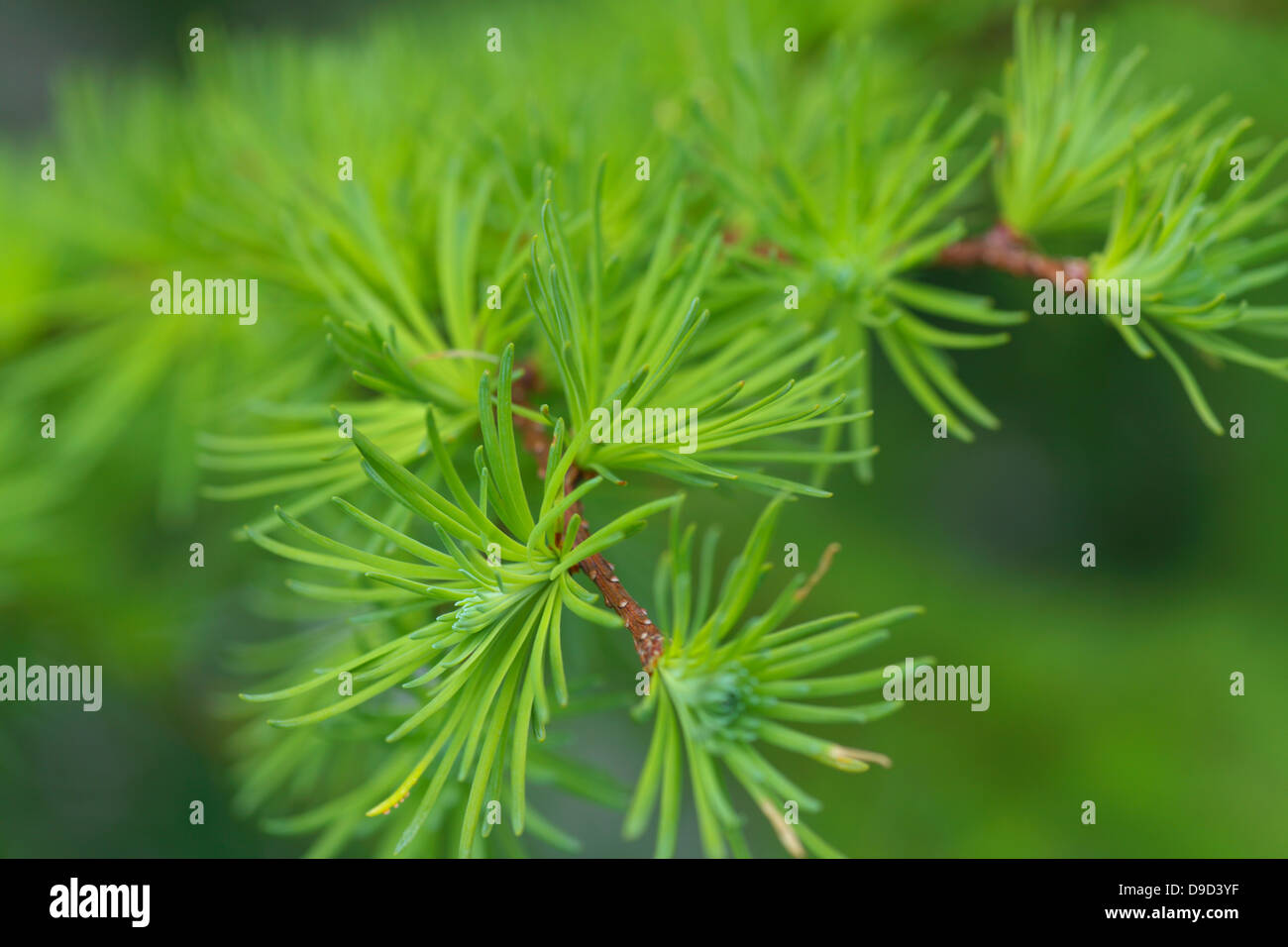 Larch greenery hi-res stock photography and images - Alamy