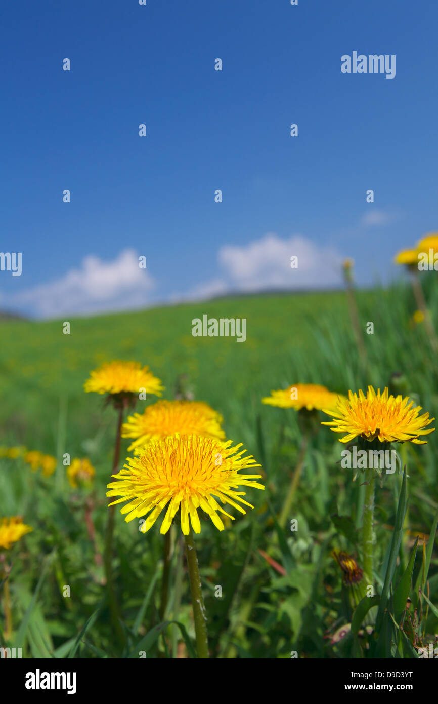 Dandelion flowers hi-res stock photography and images - Alamy