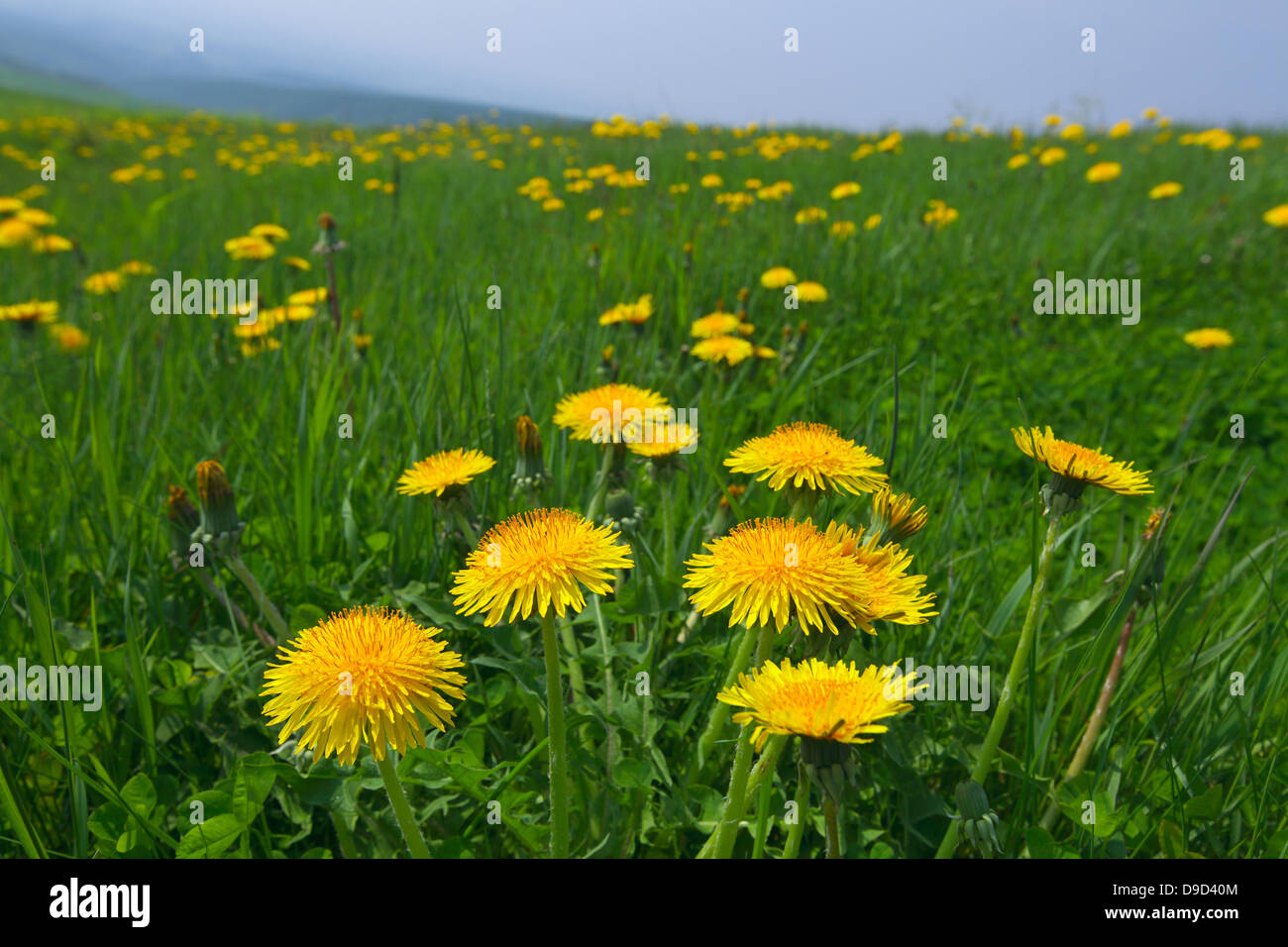 Dandelion flowers hi-res stock photography and images - Alamy