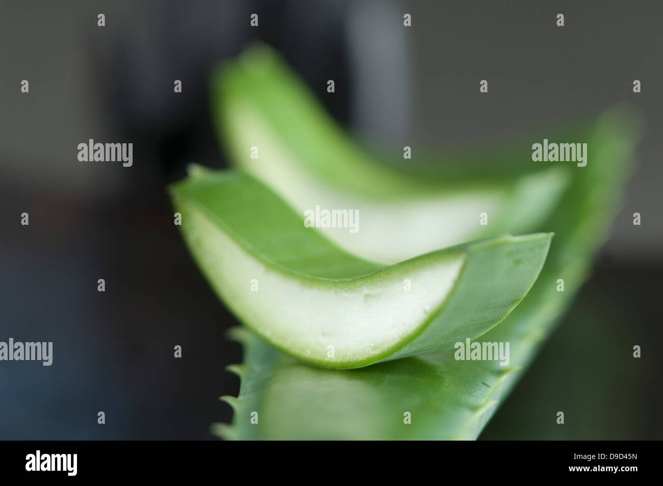 Aloe vera slice leaf hi-res stock photography and images - Alamy