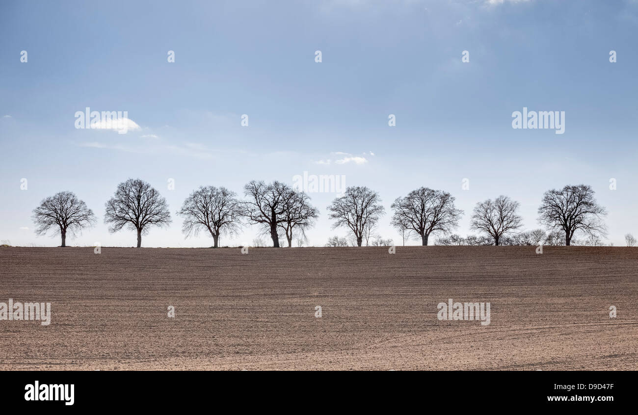 Germany, Mecklenburg Vorpommern, Trees in field during spring Stock ...