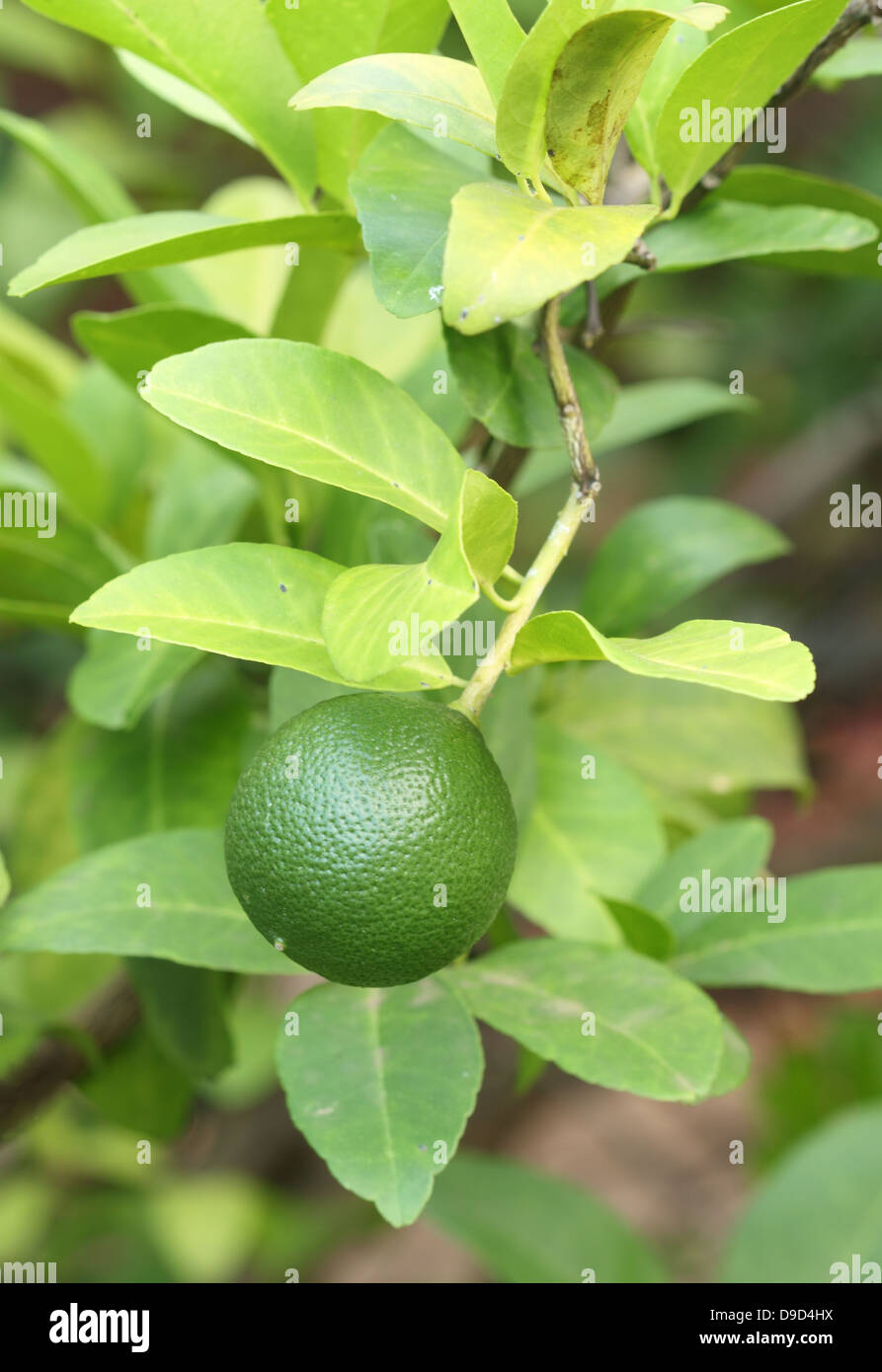 Green lemon tree hi-res stock photography and images - Alamy
