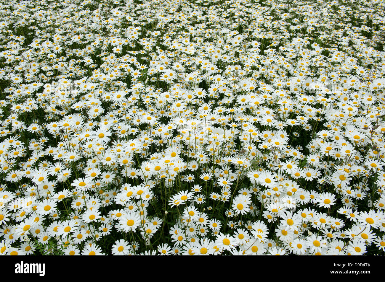English daisy flower hi-res stock photography and images - Alamy