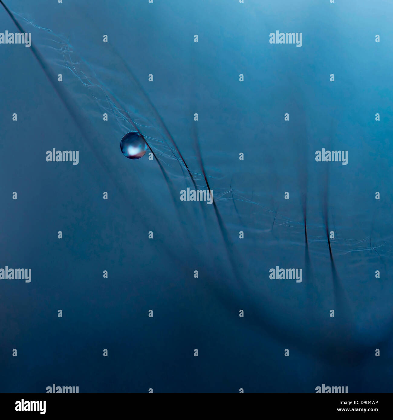 Drop seed hi-res stock photography and images - Alamy