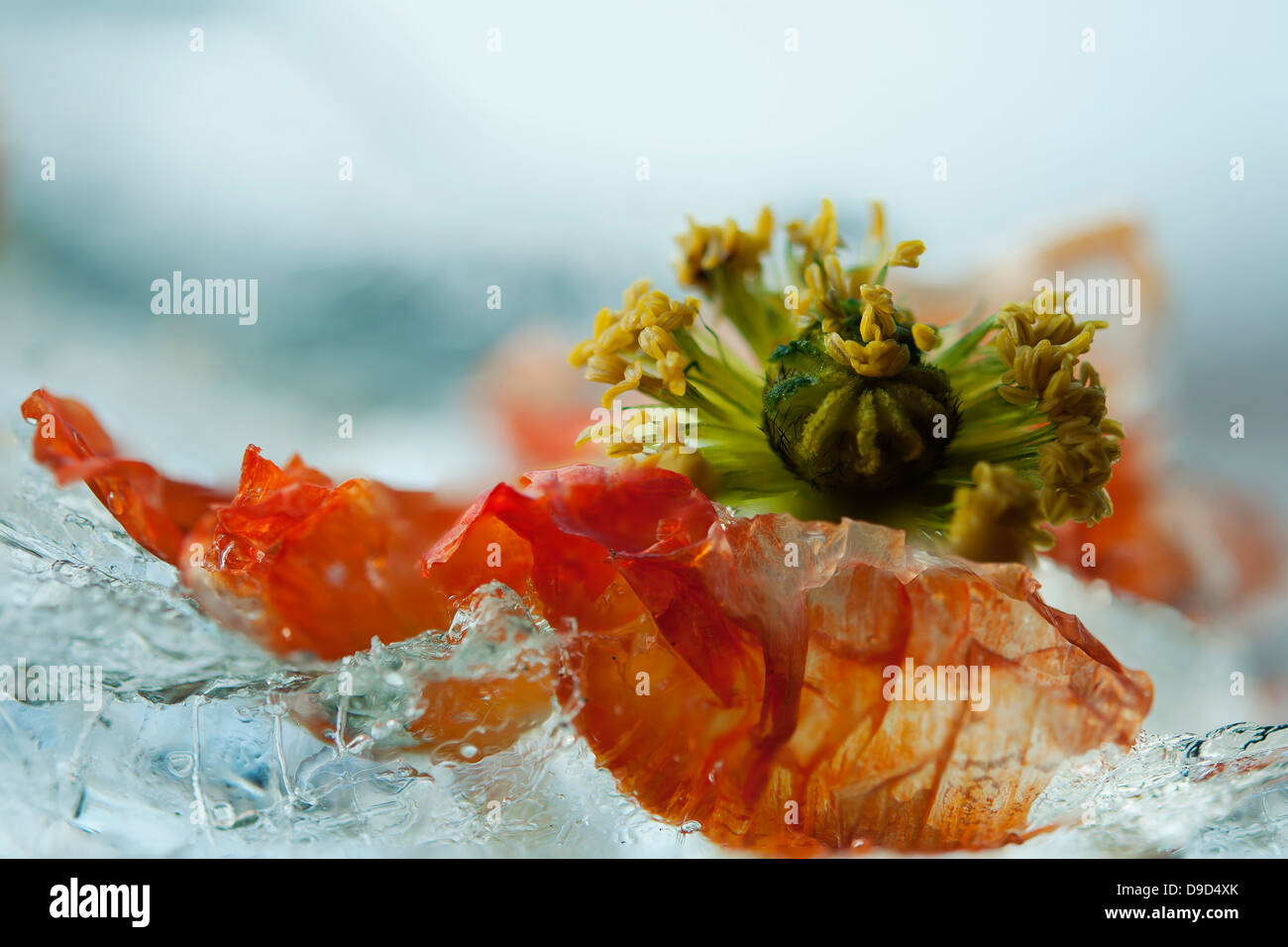 Ice poppy hi-res stock photography and images - Alamy
