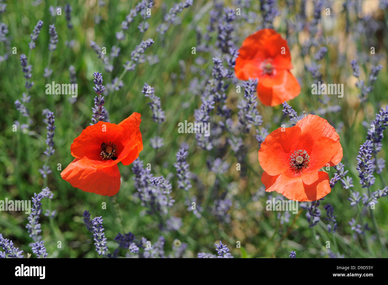Lavender and poppies hi-res stock photography and images - Alamy