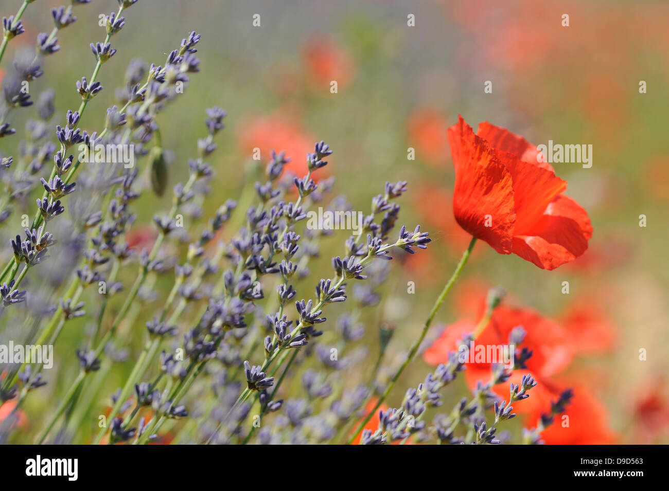 Lavender and poppies hi-res stock photography and images - Alamy