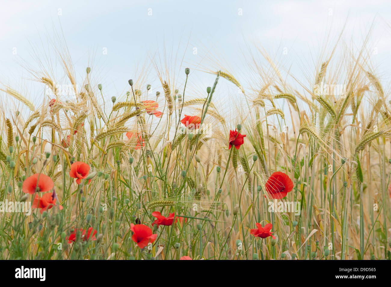 France, Poppies in corn field Stock Photo - Alamy